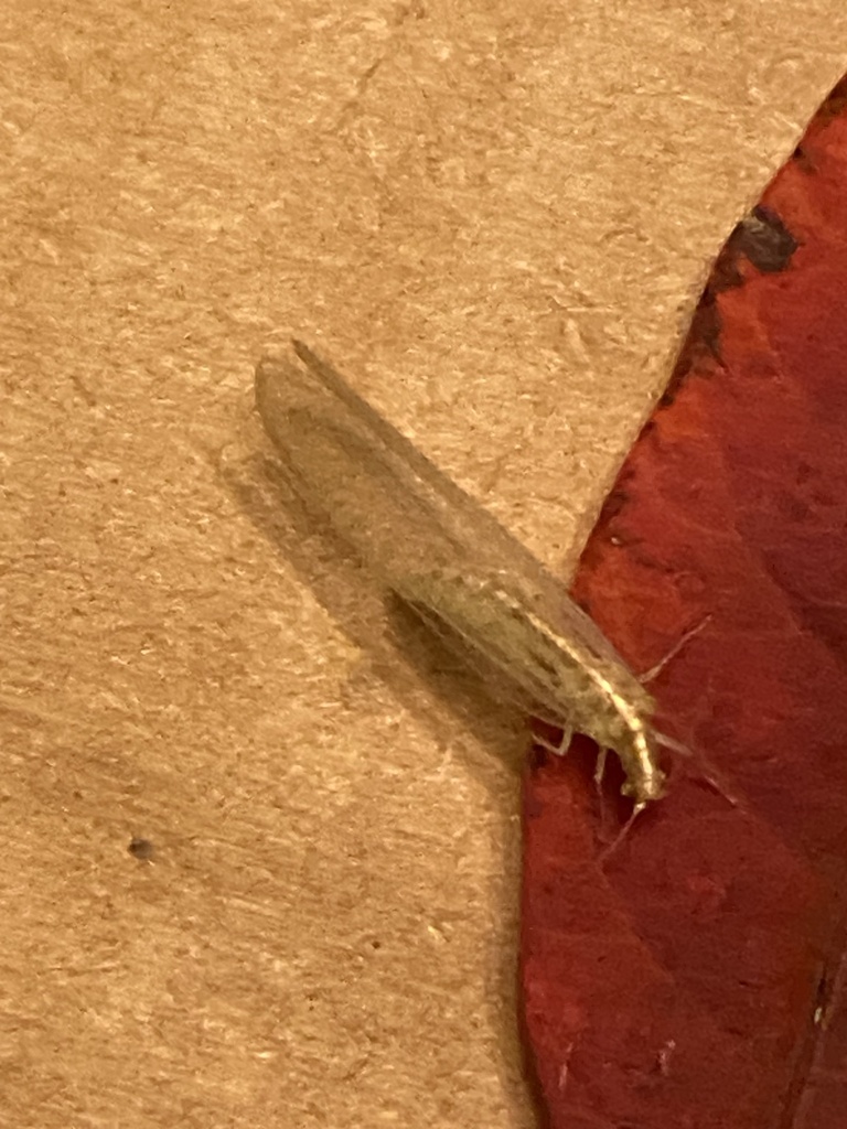 Red-lipped Green Lacewing from David Fort Rd, Argyle, TX, US on January ...
