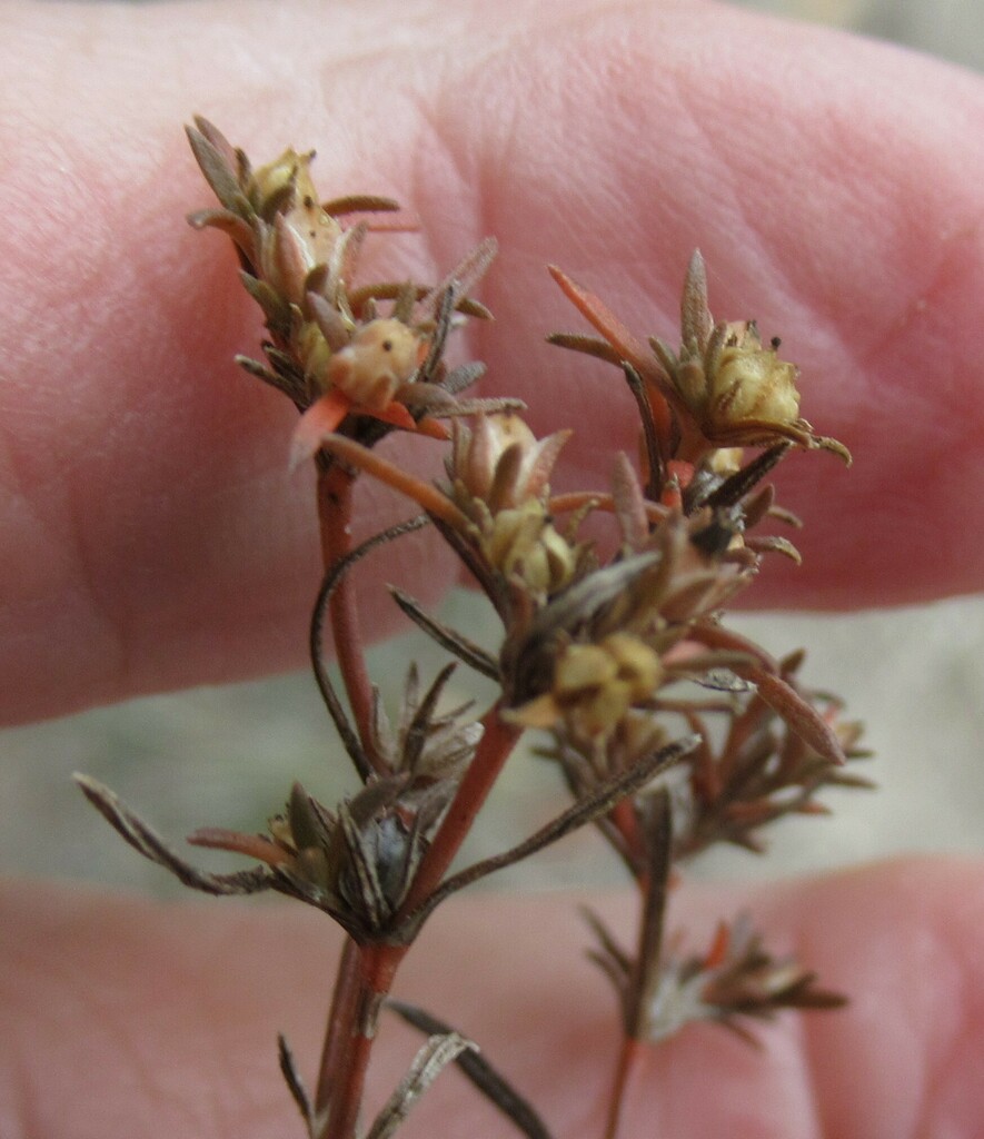 Rust Weed from Lake Somerville State Park: Nails Creek Unit, FM 180 ...