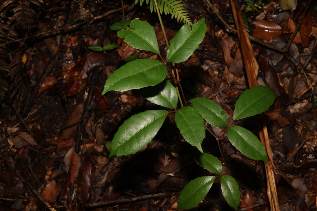 Native Grape from Mothar Mountain QLD 4570, Australia on January 3 ...