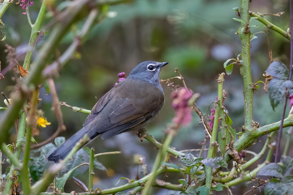 Brown-backed Solitaire from Tecpán Guatemala, Guatemala on December 25 ...