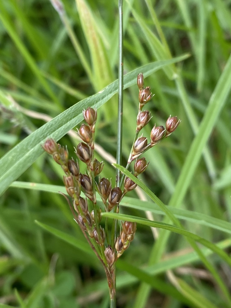 Forked Rush from Mangawhai, New Zealand on December 10, 2023 at 04:07 ...