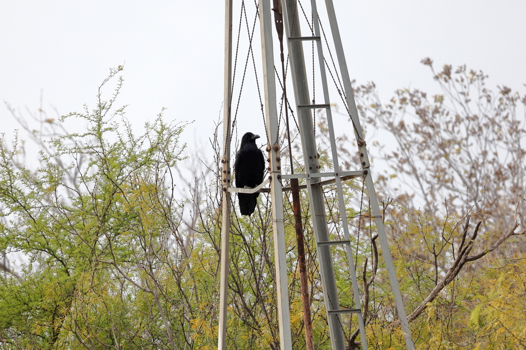 Crows and Ravens from Bustamante, N.L., México on January 1, 2024 at 02 ...