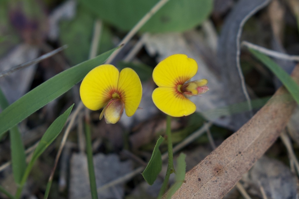 creeping bossiaea from Woods Bushland Reserve, Tuerong VIC 3915 ...