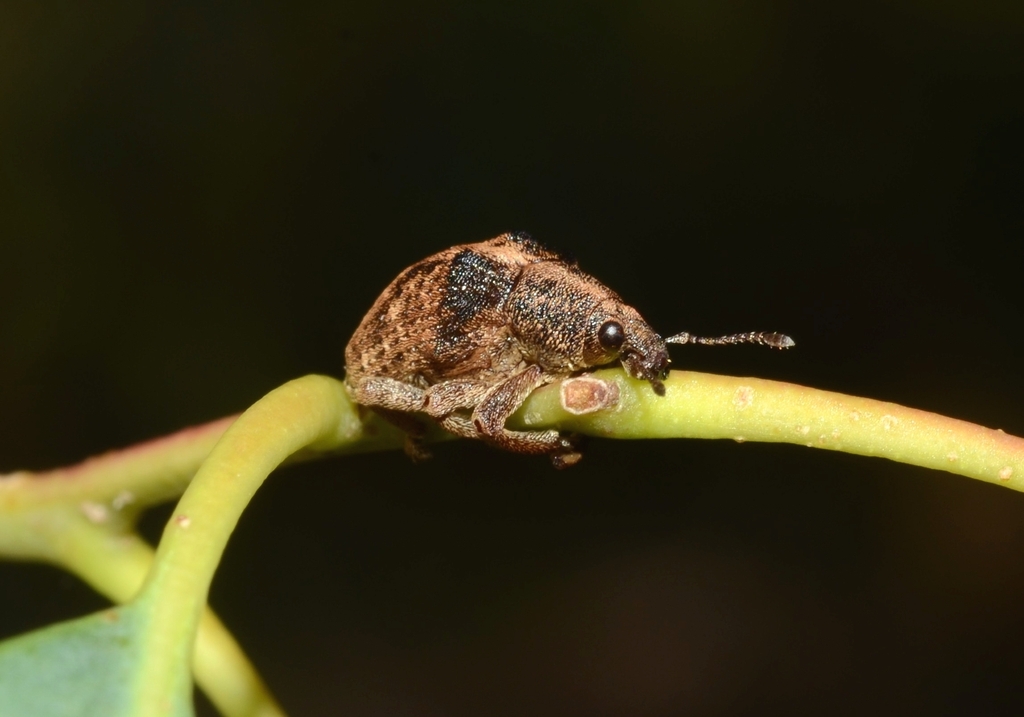 Eucalyptus Weevils from Burra NSW 2620, Australia on January 3, 2024 at ...