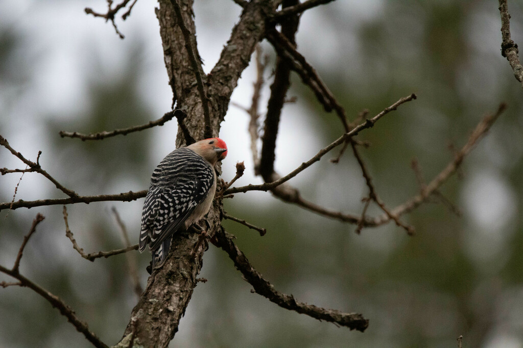 Red-bellied Woodpecker from Vienna, WV, USA on December 28, 2023 at 03: ...