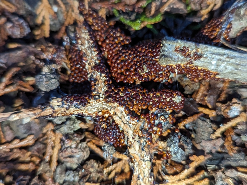insect-egg slime from Vashon, WA 98070, USA on January 3, 2024 at 04:01 ...