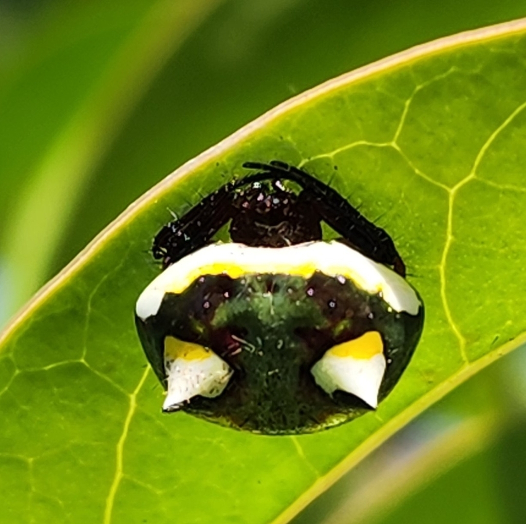 Two-spined spider from Chartwell, Hamilton, New Zealand on January 2 ...