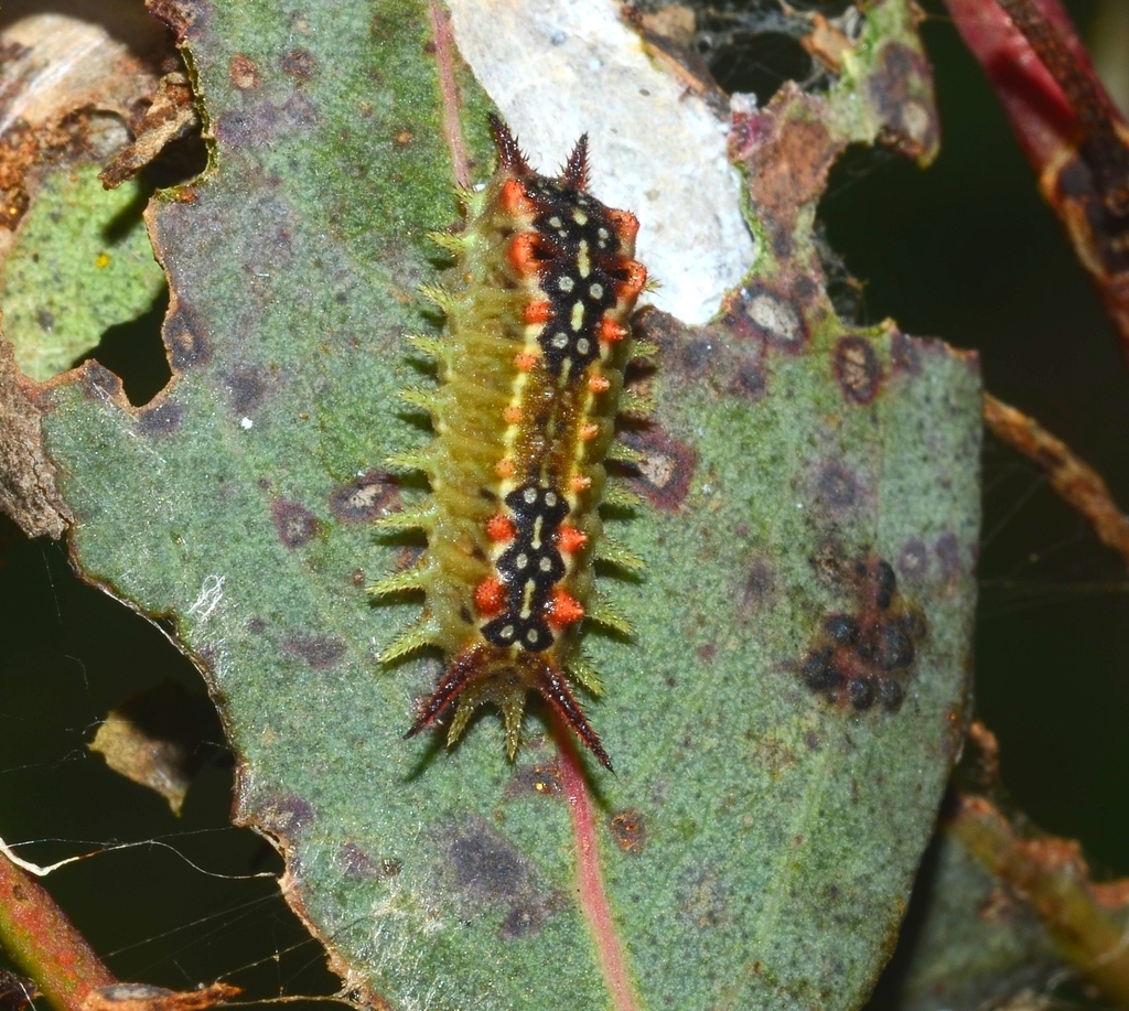 Four-spotted Cup Moth from Burra NSW 2620, Australia on January 3, 2024 ...