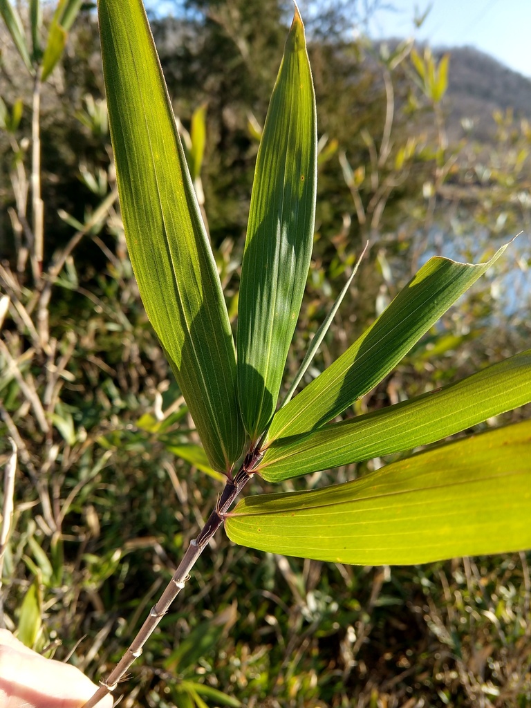 river cane from Izard County, AR, USA on January 3, 2024 at 02:21 PM by ...
