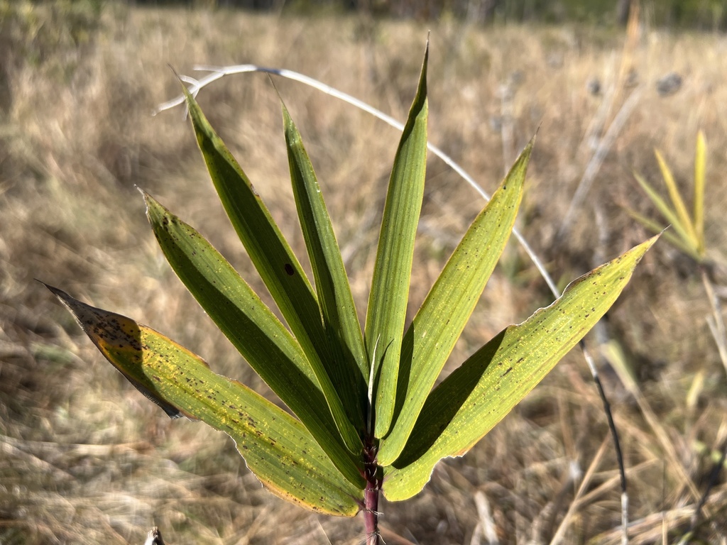 switch cane from Conecuh National Forest, Andalusia, AL, US on January ...
