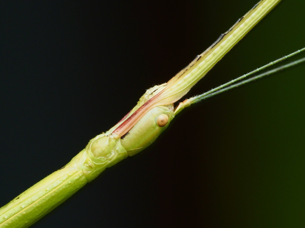 Stick Insects from North Island, Kaeo, Northland, NZ on January 2, 2024 ...