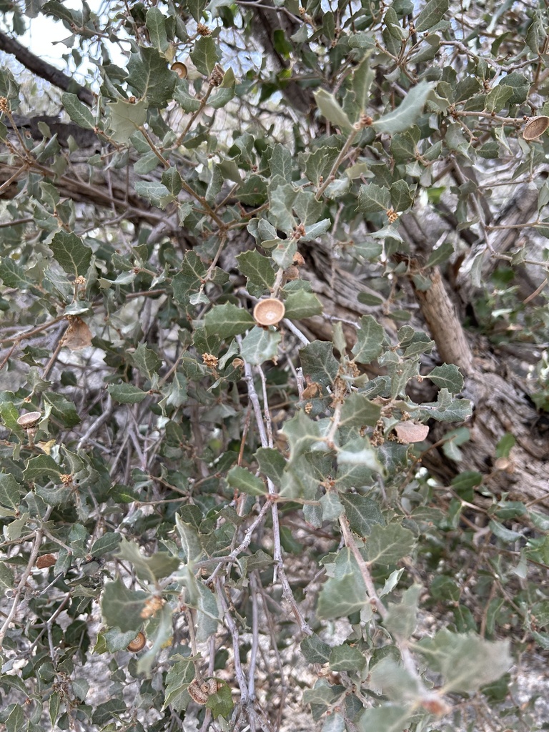 Muller's oak from Joshua Tree National Park, Desert Hot Springs, CA, US ...