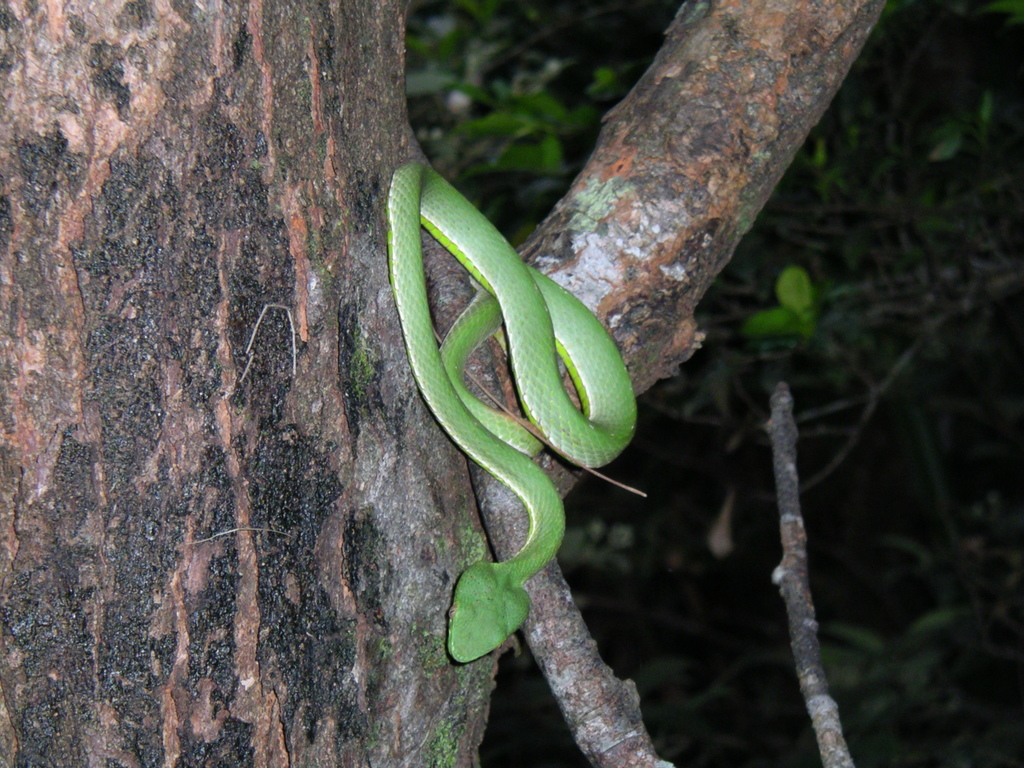 Chinese Green Tree Viper from 台灣台東縣 on April 12, 2005 at 01:19 PM by ...