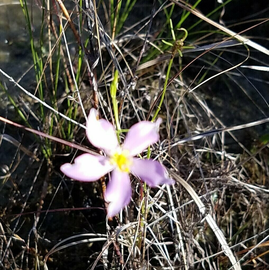 marsh pink from Miami-Dade County, FL, USA on January 3, 2024 at 09:11 ...