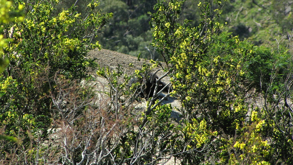 Domestic Goat from Little River VIC 3211, Australia on September 17 ...