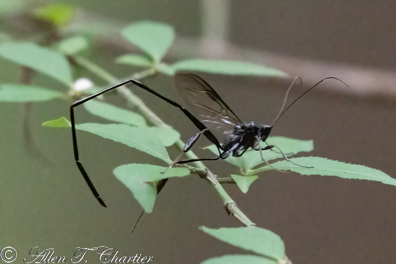 American Pelecinid Wasp in September 2023 by Allen Chartier ...