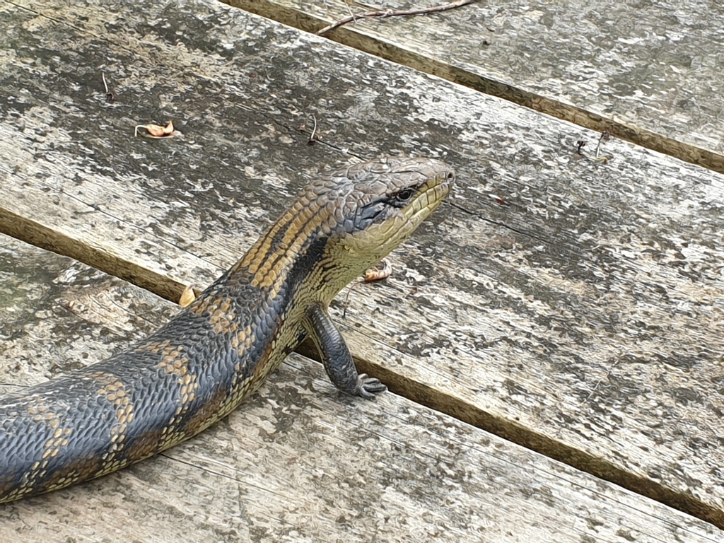 Common Blue-tongued Skink from Jarrahmond VIC 3888, Australia on ...