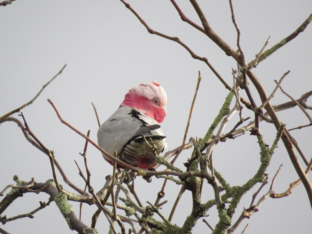 Galah from Jarrahmond VIC 3888, Australia on July 8, 2023 at 09:49 AM ...