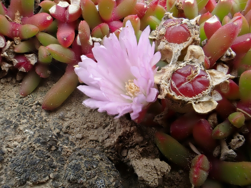 New Zealand Ice Plant from Purakaunui 9586, New Zealand on January 2 ...