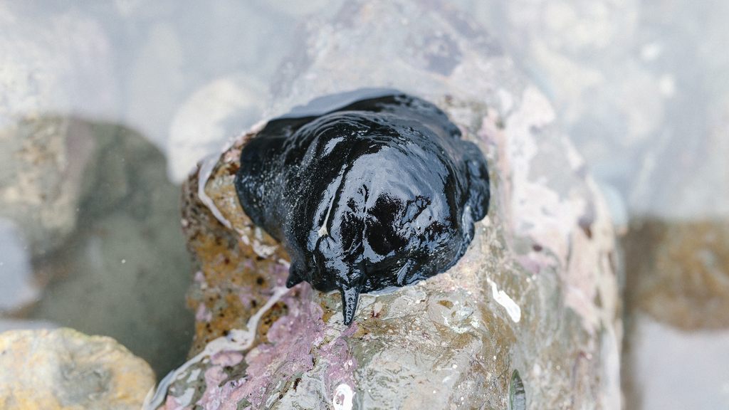 Shield Shell from Canterbury, New Zealand on January 3, 2024 at 05:58 ...