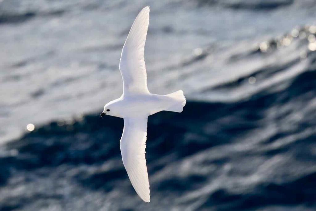 Greater Snow Petrel from South Pacific Ocean, NZ on March 11, 2023 at ...
