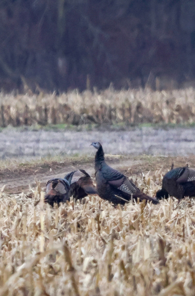 Wild Turkey from Zeeland, MI, US on January 3, 2024 at 02:53 PM by ...
