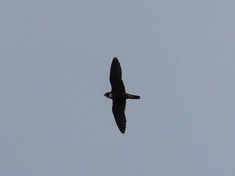Bat Falcon from Alcobaça, BA, Brazil on January 1, 2024 at 07:13 AM by ...