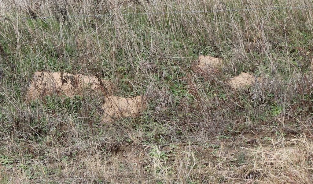Attwater's Pocket Gopher from Lee County, TX, USA on January 1, 2024 at ...