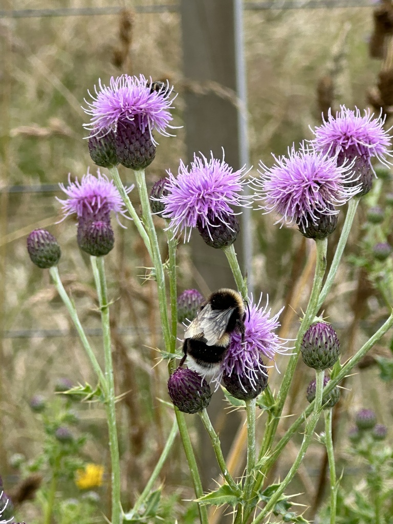 Buff-tailed Bumble Bee from North Island, Matamata, Waikato, NZ on ...
