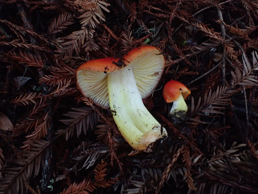 Cherry-Red Waxy Cap from Humboldt County, CA, USA on January 1, 2024 at ...