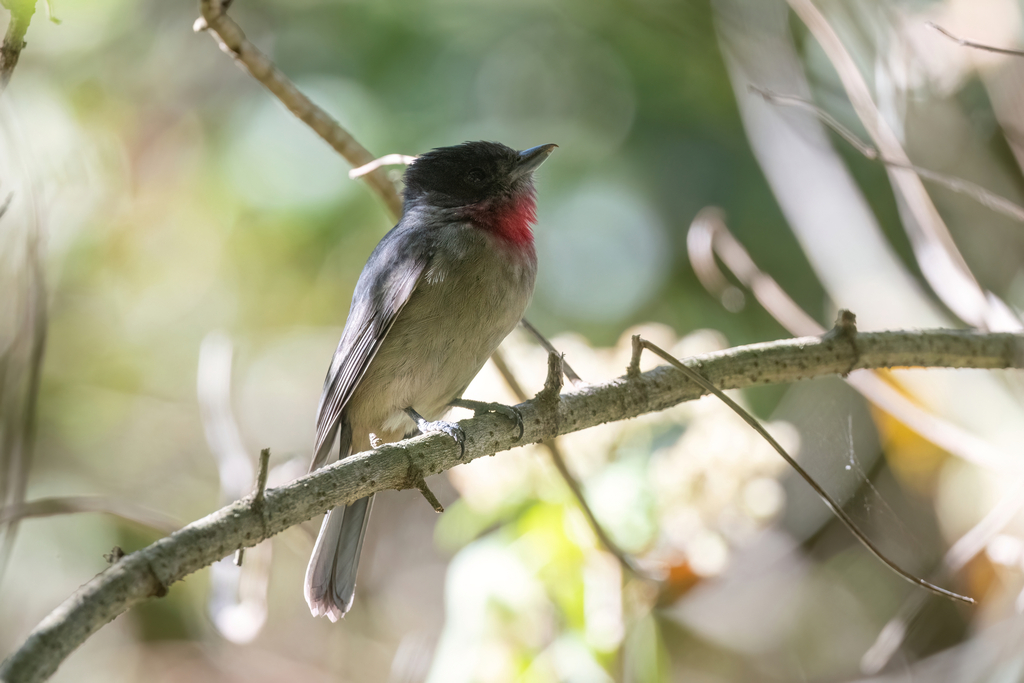 Rose-throated Becard from Antigua Guatemala, Guatemala on December 28 ...