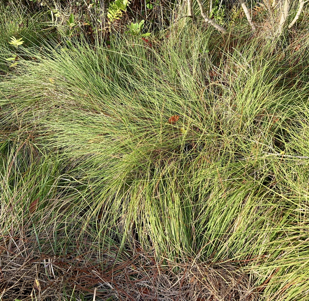 cutthroatgrass from Florida State Parks, Sebring, FL, US on December 30 ...
