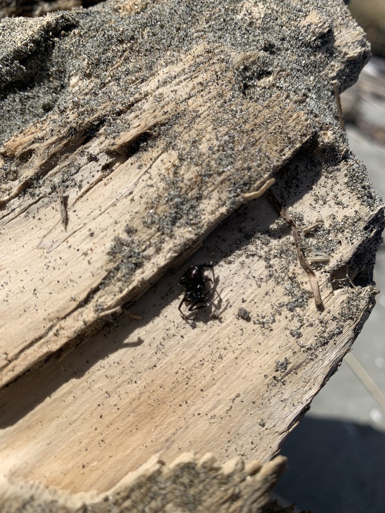Black Cobweb Spider from Tapu Place Reserve, Motueka, Tasman, NZ on ...