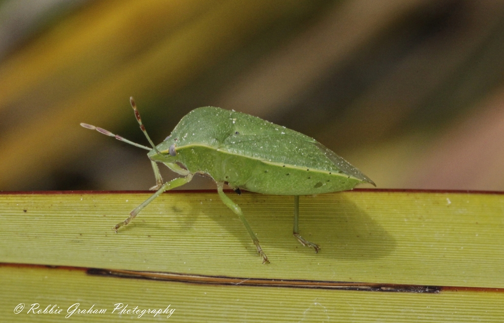 Southern Green Stink Bug from 141 State Highway 1, Waitahanui 3378, New ...