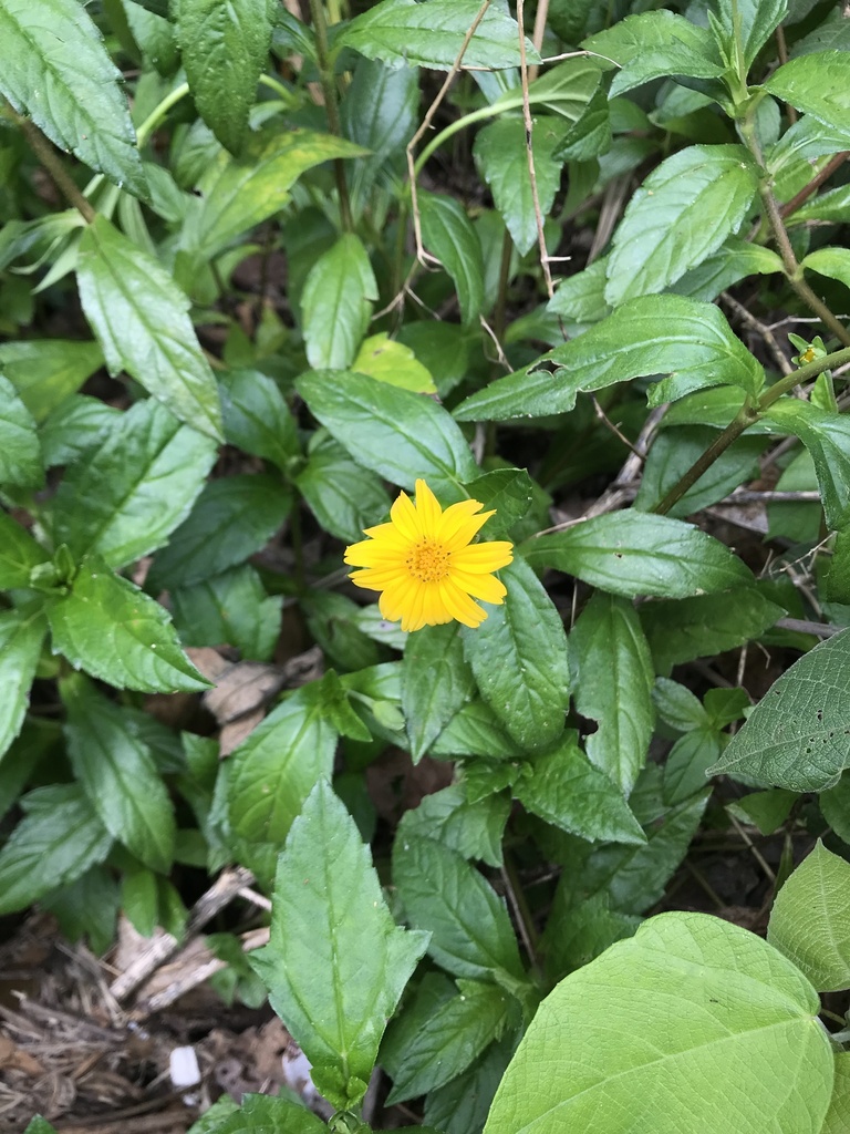 trailing daisy from Mount Lewis Rd, Julatten, QLD, AU on January 4 ...