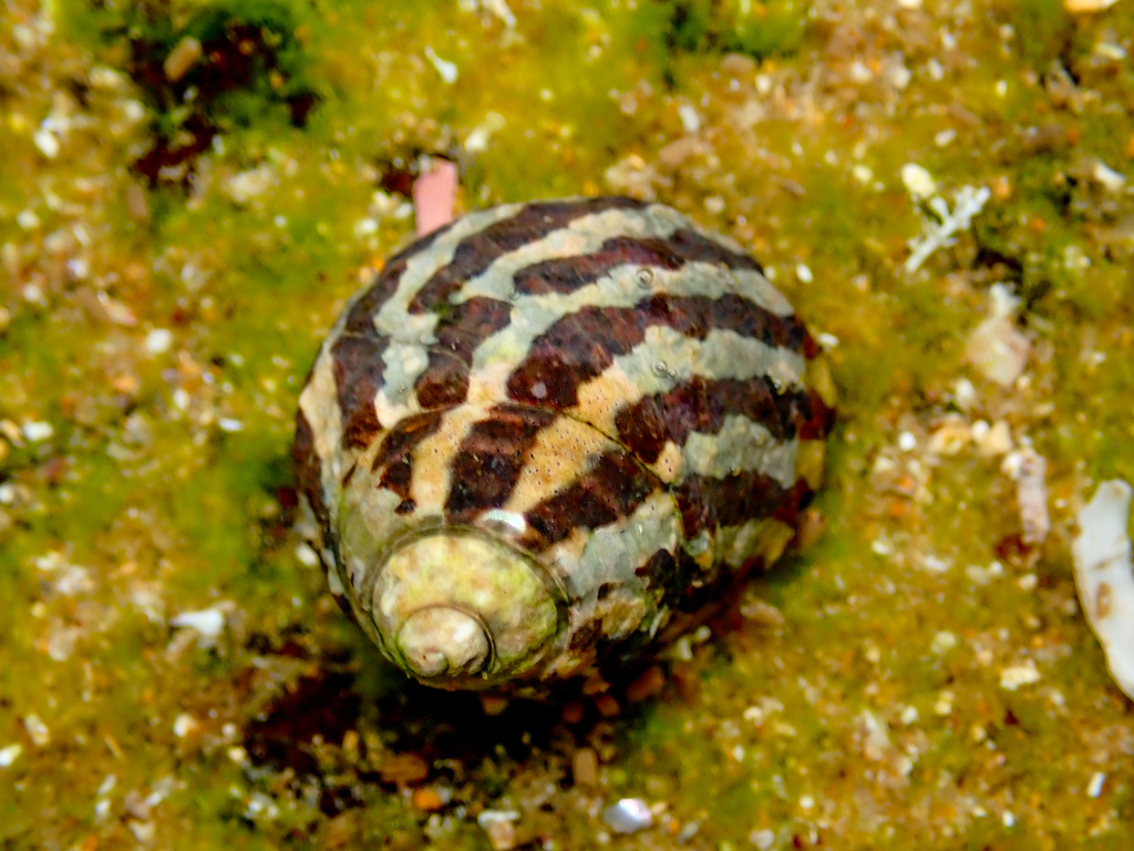 Zebra Top Snail from Bateau Bay Beach, NSW, Australia on January 4 ...