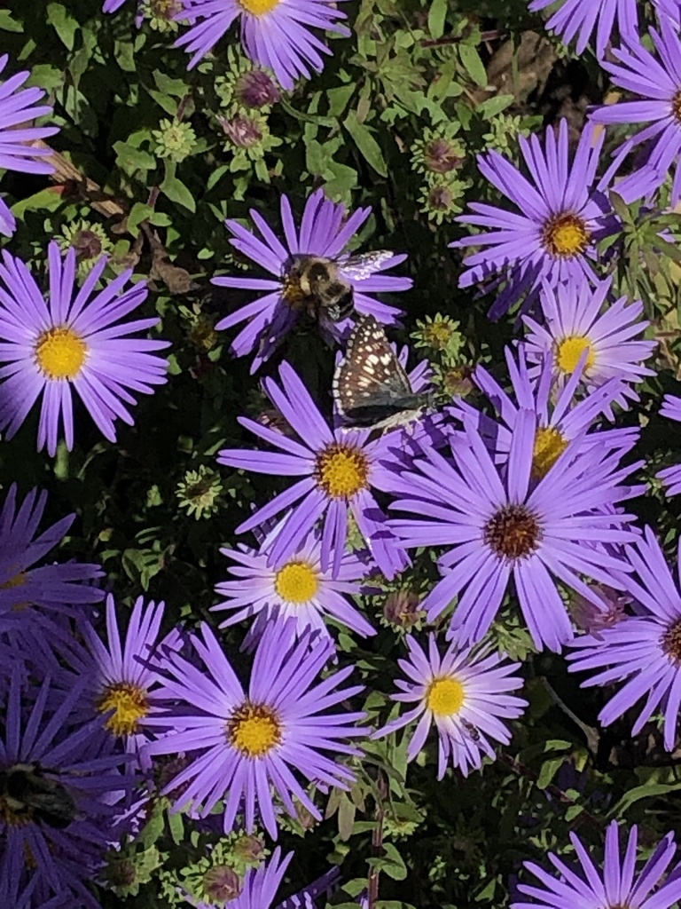 Common Checkered-Skipper from Caroline Ave, Charlottesville, VA, US on ...