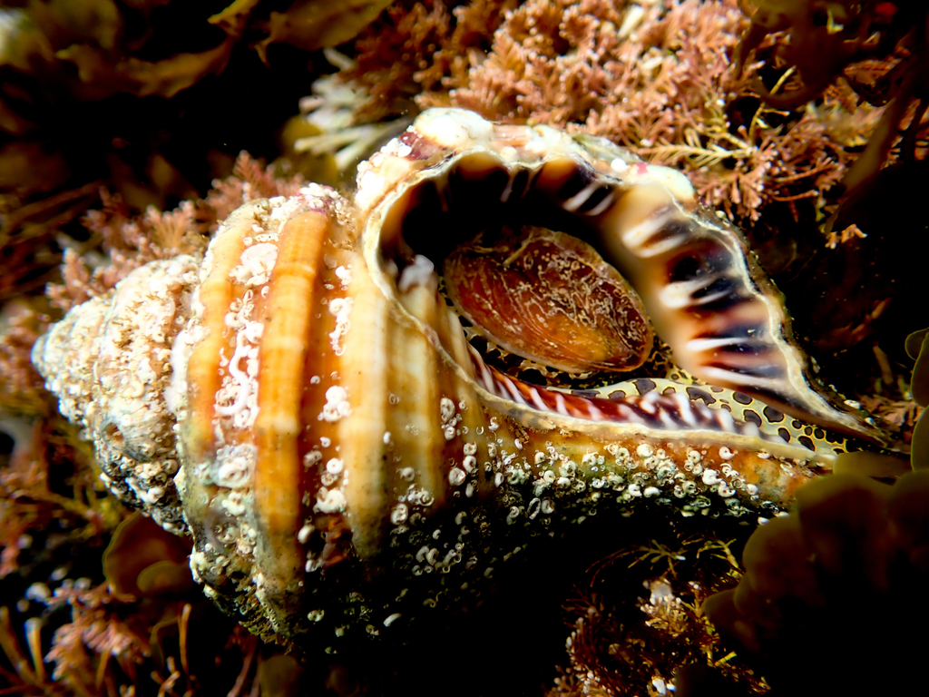 Giant Hairy Triton Snail from Bateau Bay Beach, NSW, Australia on ...