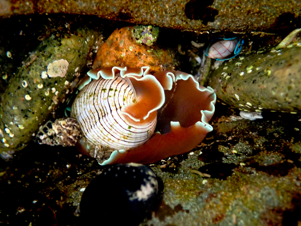 Red Lined Bubble Snail From Bateau Bay Beach Nsw Australia On January