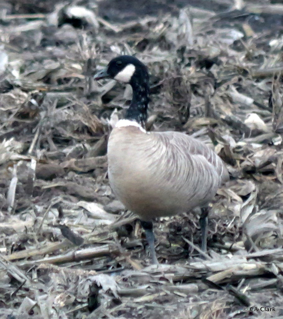 Aleutian Cackling Goose in December 2023 by sea-kangaroo. Some hanging ...