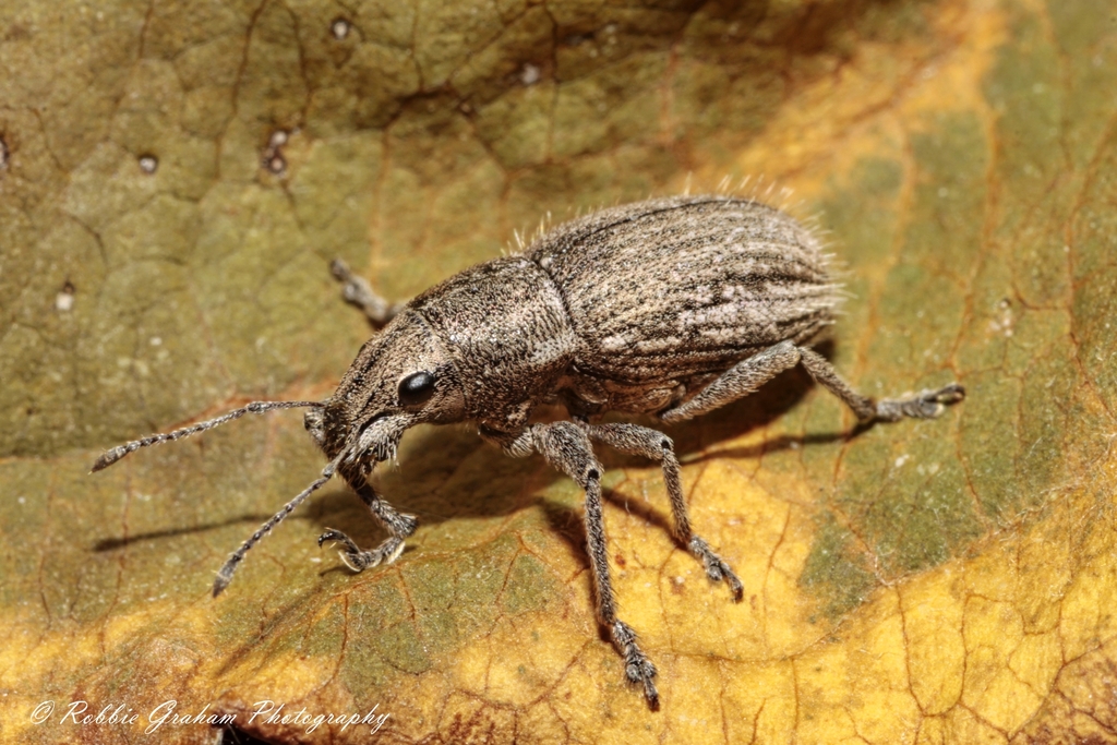 White-fringed weevil from 141 State Highway 1, Waitahanui 3378, New ...