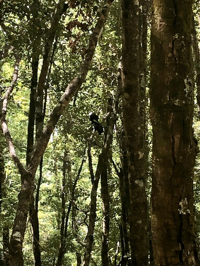 New Zealand Kaka from Buller District, West Coast, New Zealand on ...