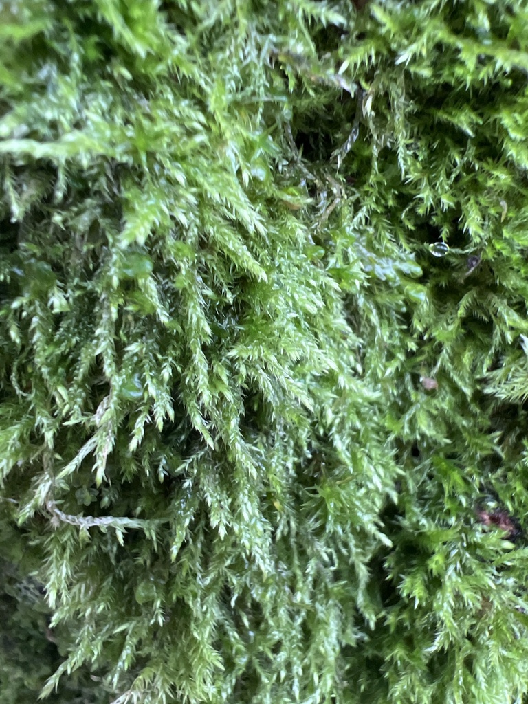 Cat's Tail Moss from Hamilton St, New Westminster, BC, CA on January 3 ...