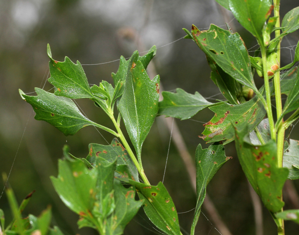 groundsel tree from Neurum Creek, Mount Archer QLD 4514, Australia on ...