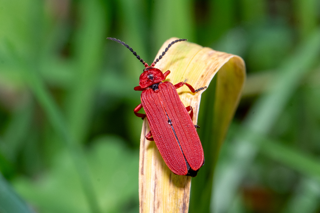 Red Net-winged Beetle in December 2023 by Oonagh · iNaturalist