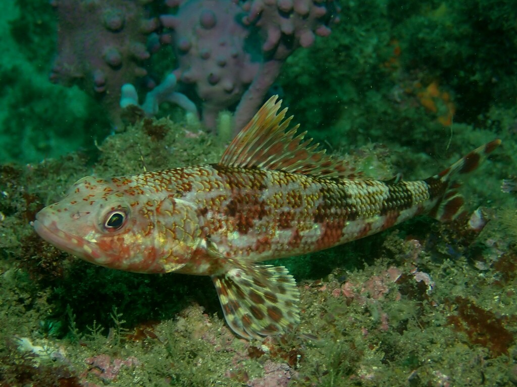 Sergeant Baker from Sydney NSW, Australia on January 4, 2024 at 09:20 ...