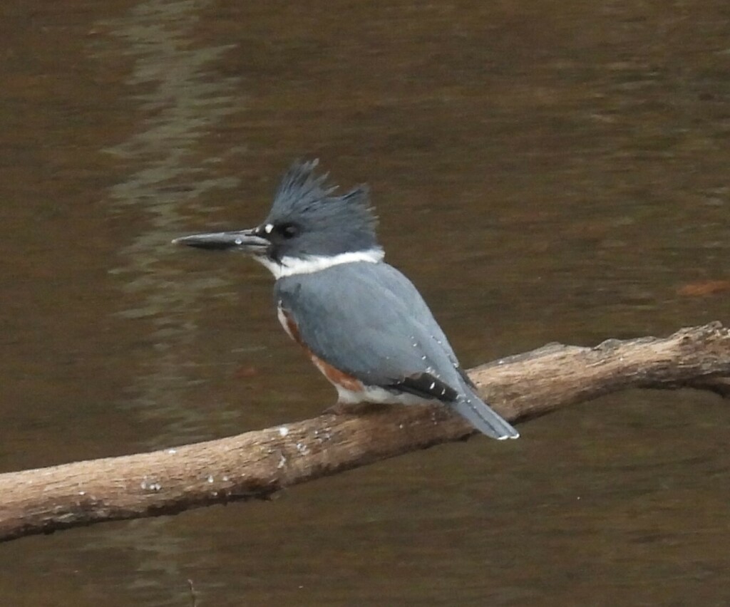 Belted Kingfisher from Richardson Branch, Waterloo, Lauderdale Co., AL ...