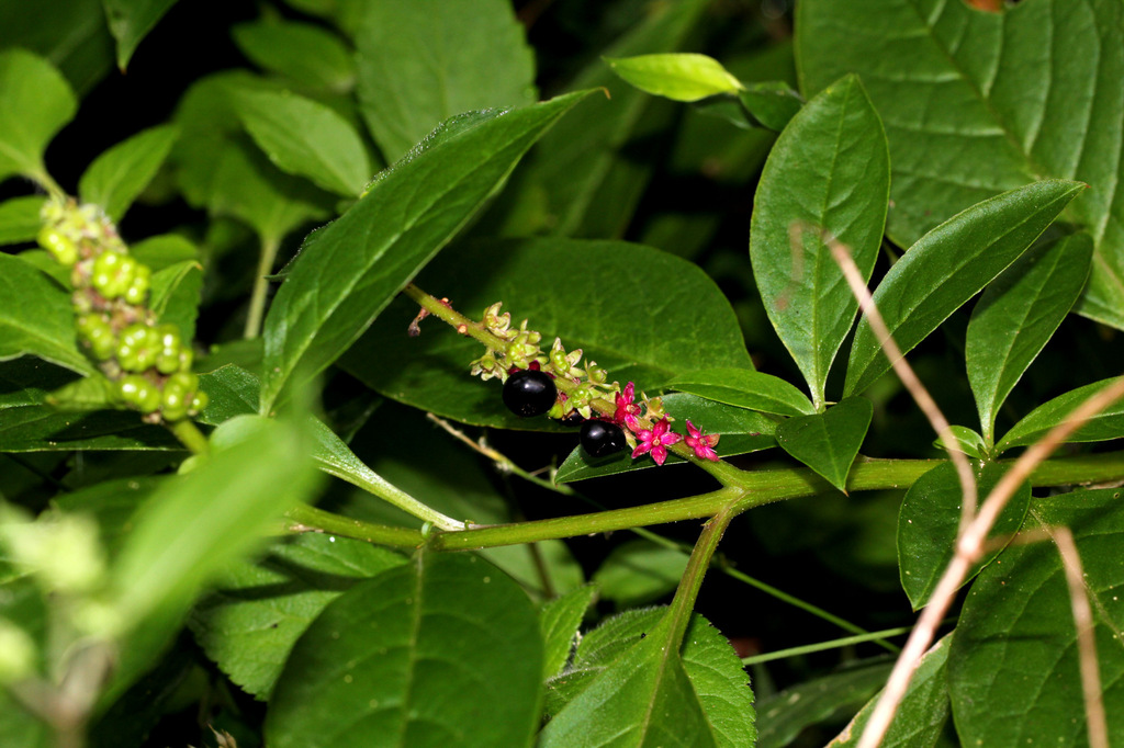 Inkweed from Neurum Creek, Mount Archer QLD 4514, Australia on July 12 ...