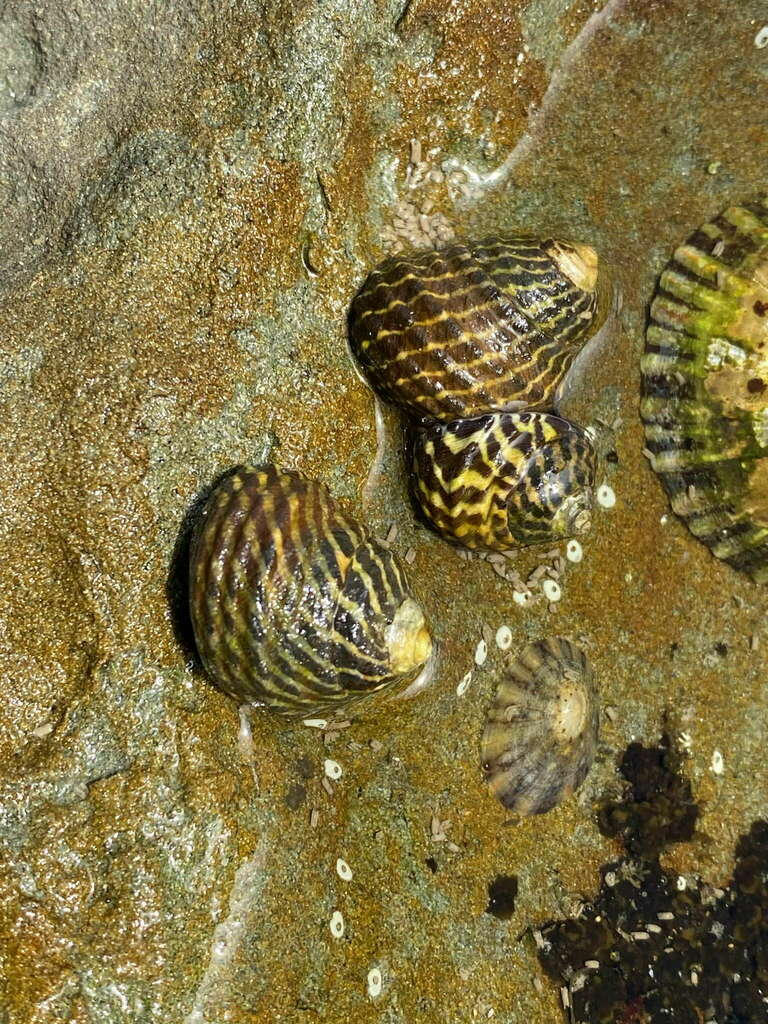 Zebra Top Snail from Central Coast NSW, Australia on January 2, 2024 at ...