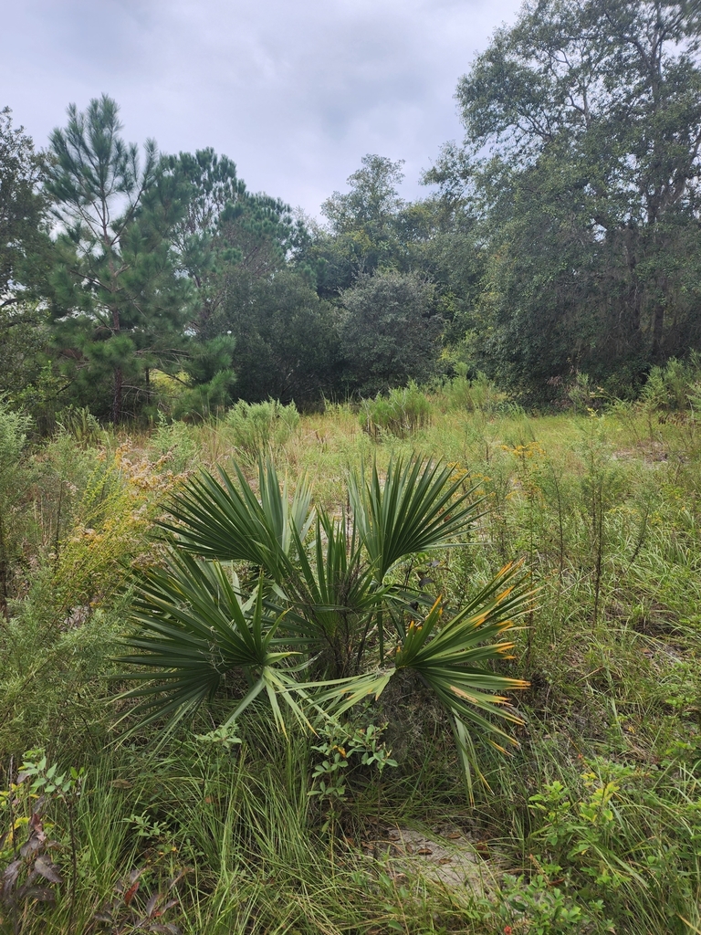 Scrub Palmetto from Wildwood, FL 34785, USA on October 7, 2023 at 02:53 ...